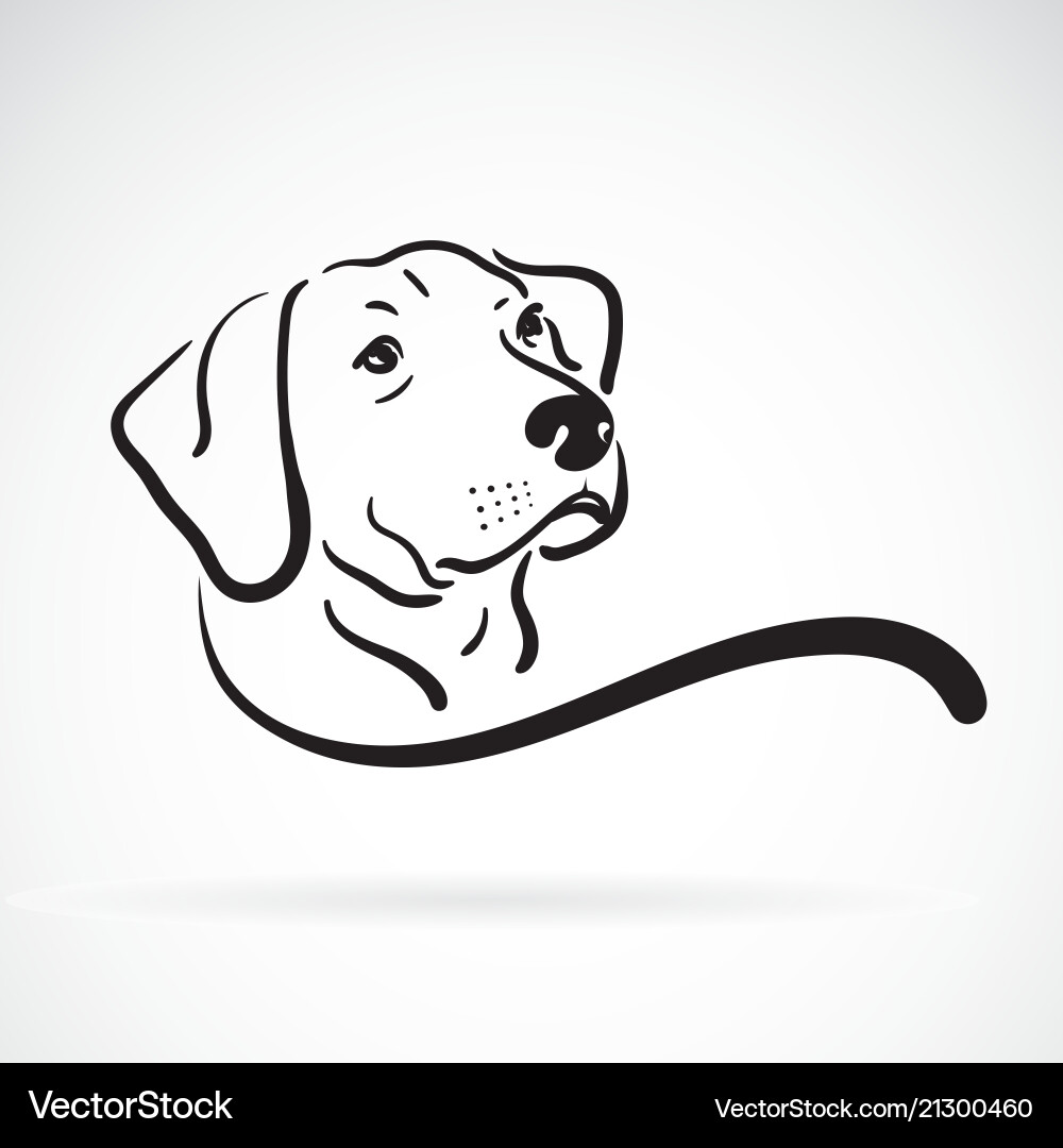 Labrador dog head design on white background Vector Image