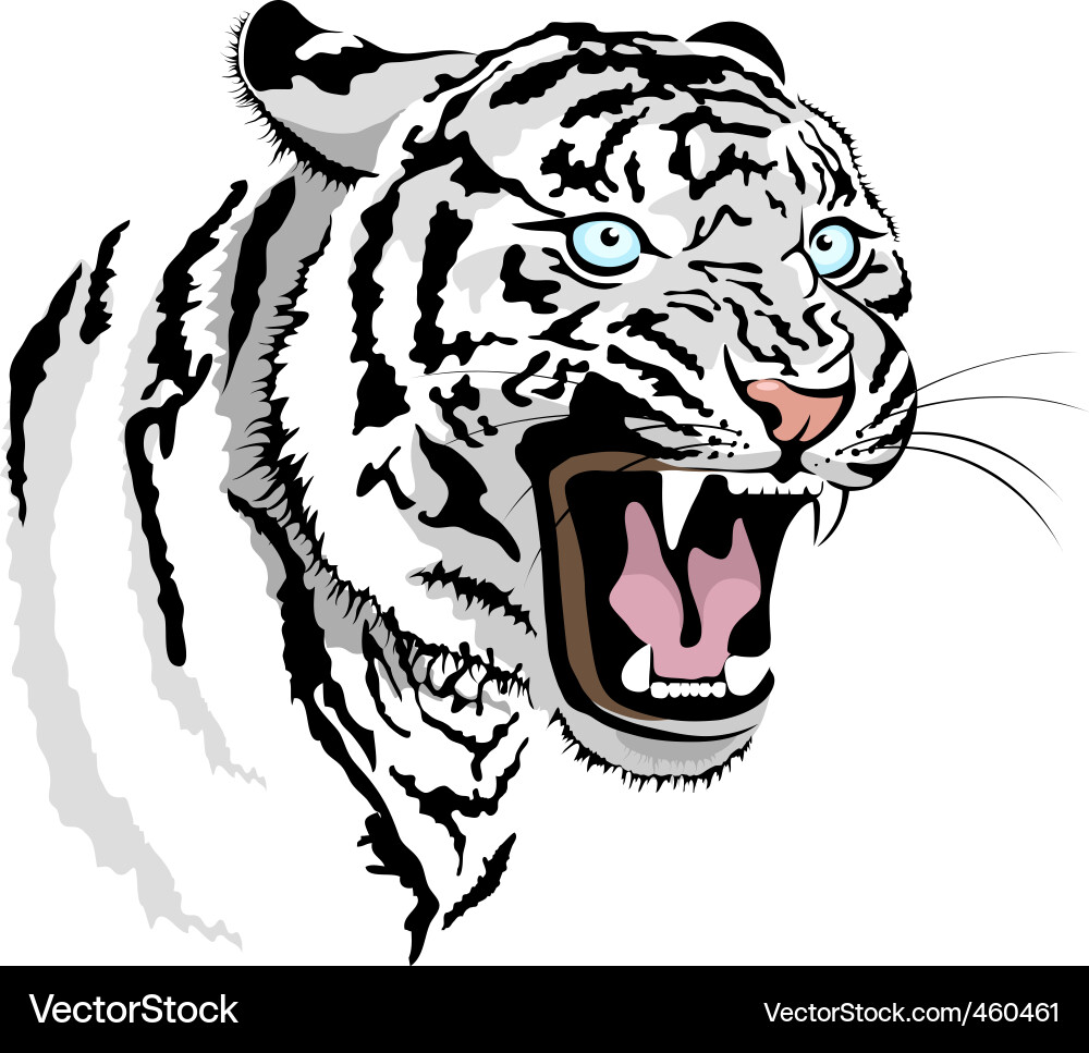 Angry tiger Royalty Free Vector Image - VectorStock