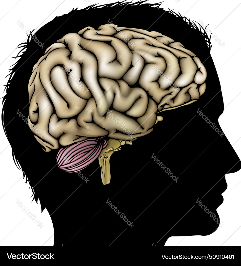 Man brain concept Royalty Free Vector Image - VectorStock