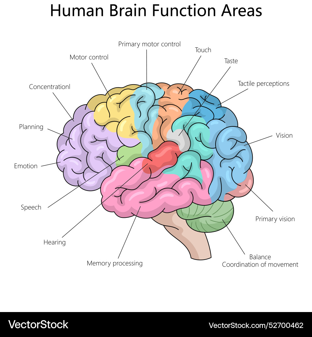 Human brain function areas diagram medical science
