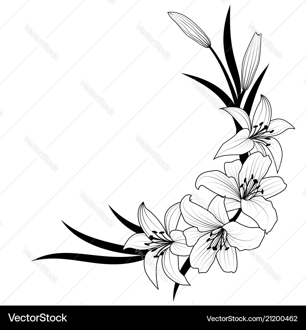 Lily flower Royalty Free Vector Image - VectorStock