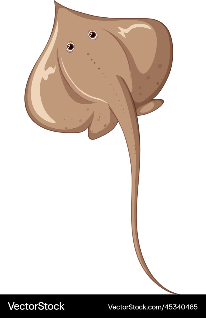 Atlantic stingray isolated on white background Vector Image