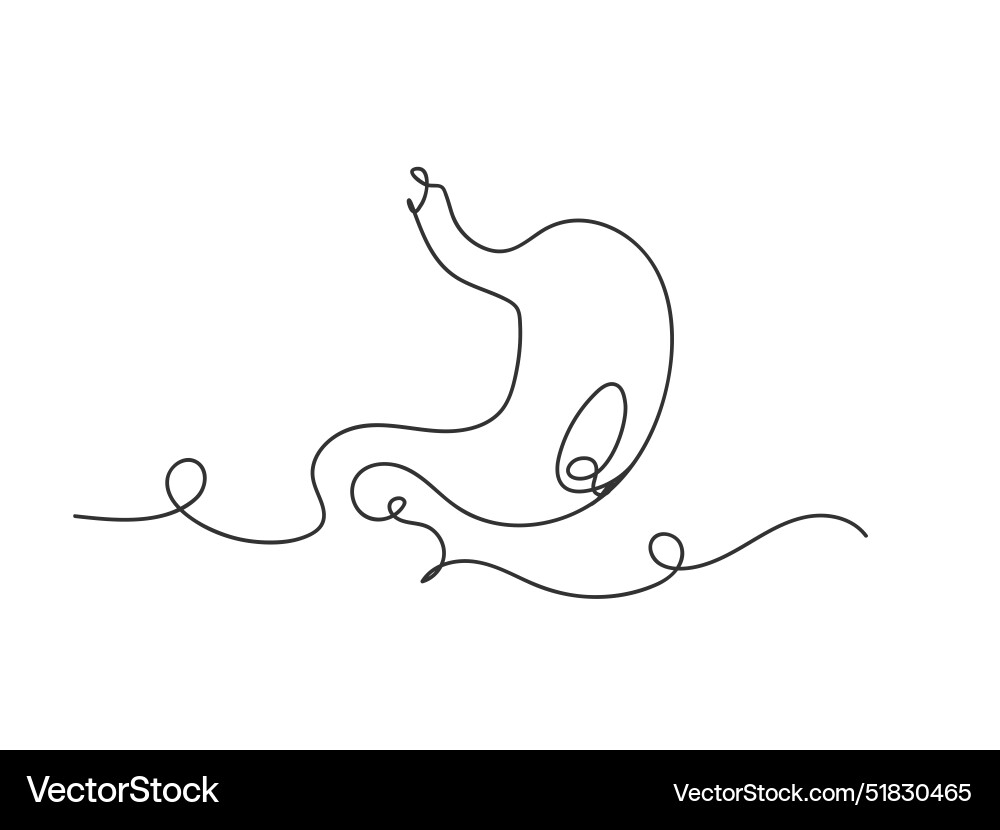 Continuous one line stomach isolated Royalty Free Vector