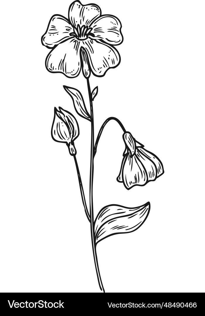 Flax flower sketch herb drawing botanical Vector Image