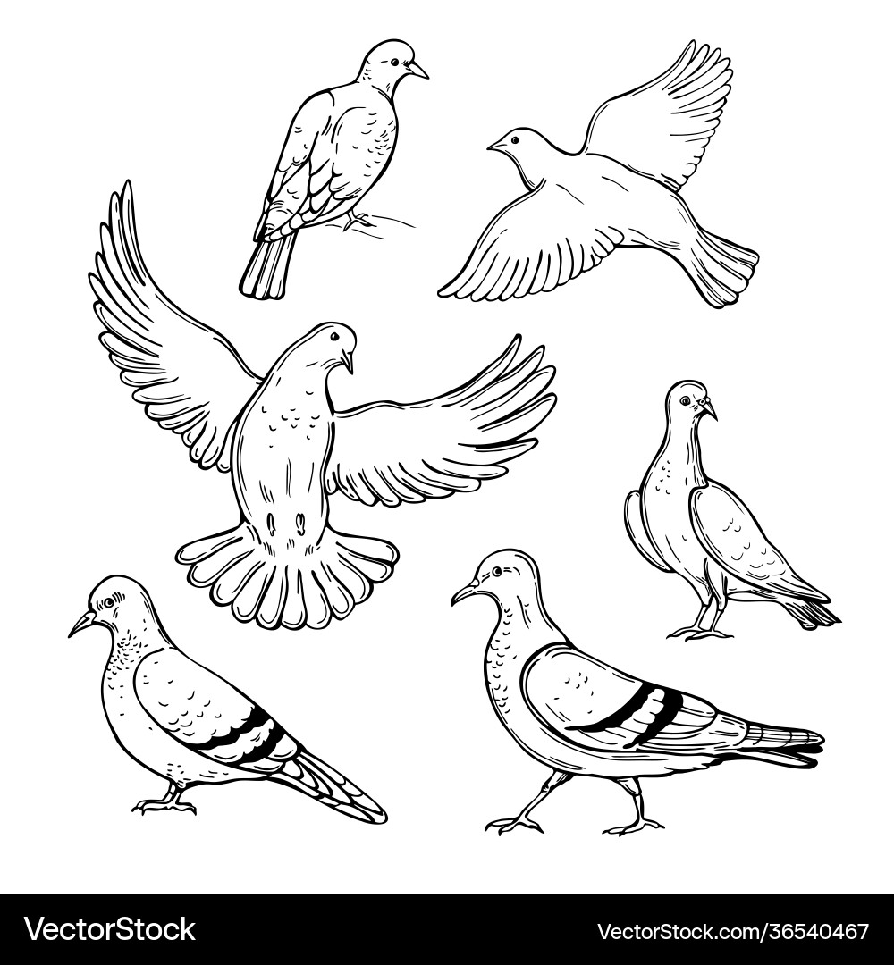Doves Royalty Free Vector Image - VectorStock