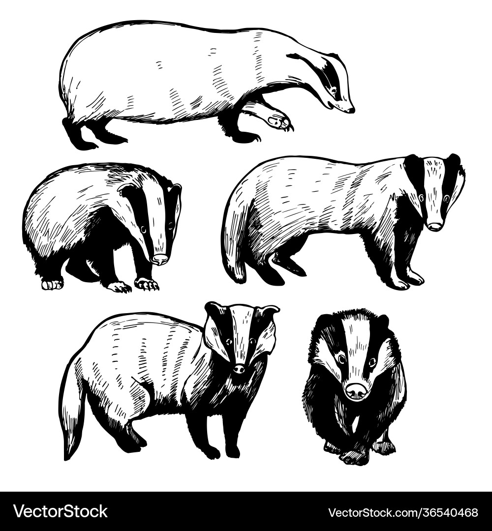 Badger Royalty Free Vector Image - VectorStock