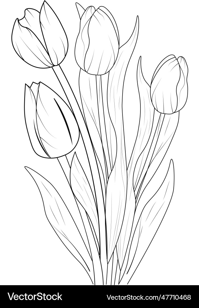 Botanical tulip Royalty Free Vector Image - VectorStock