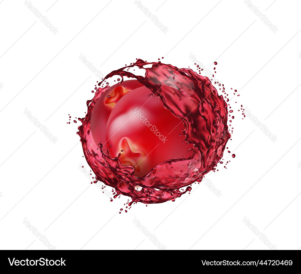 Cranberry berry fruit with juice splash Royalty Free Vector