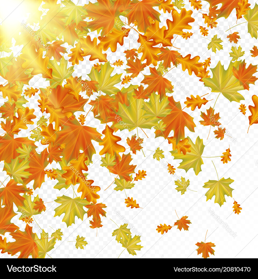 Autumn leaves with sun rays Royalty Free Vector Image