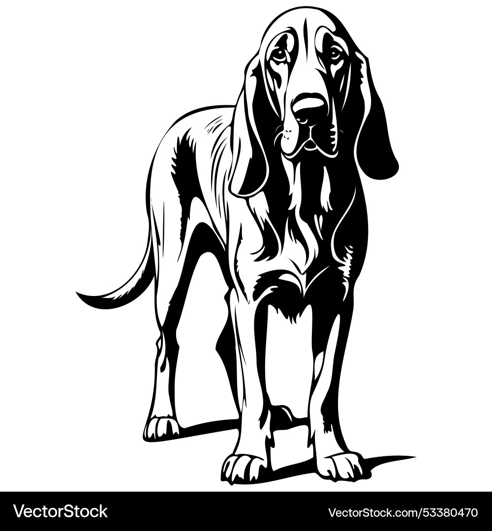 Bloodhound isolated hand drawn animal Royalty Free Vector