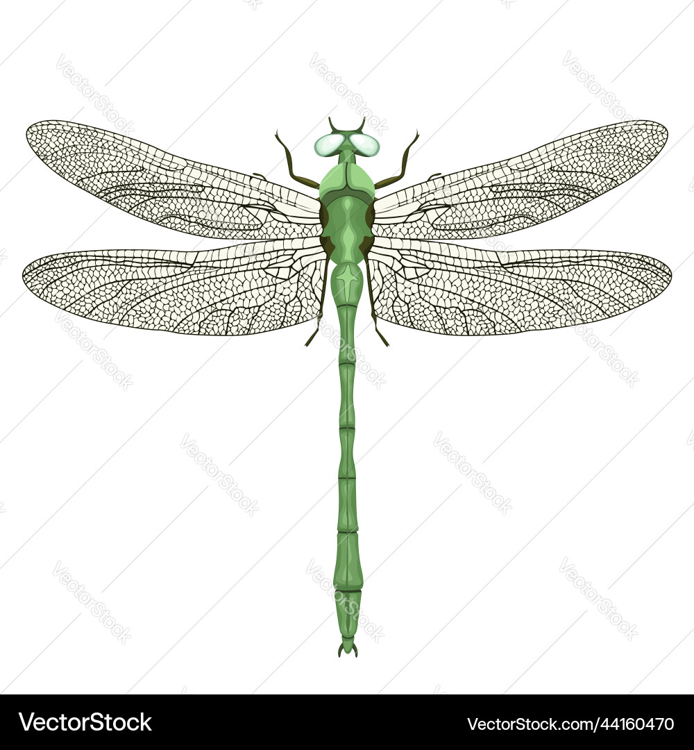 Dragonfly view from above isolated on white Vector Image