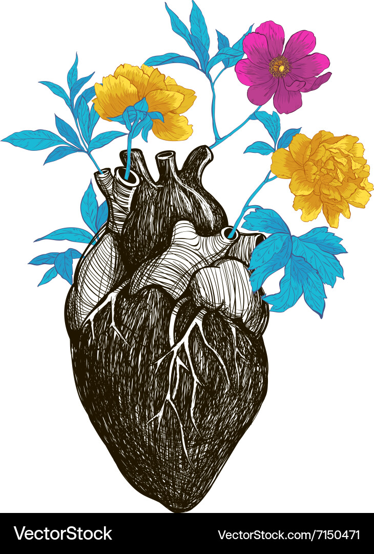 Human anatomical heart Royalty Free Vector Image