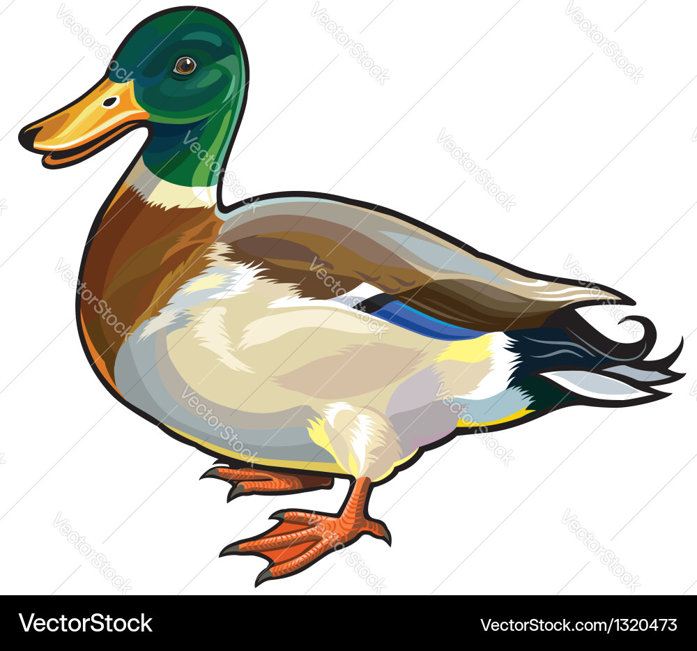 Mallard Duck Side View Royalty Free Vector Image