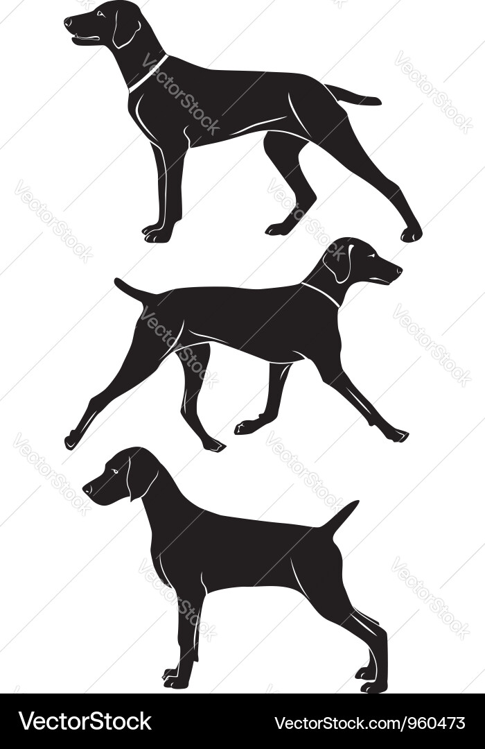Weimaraner dog Royalty Free Vector Image - VectorStock