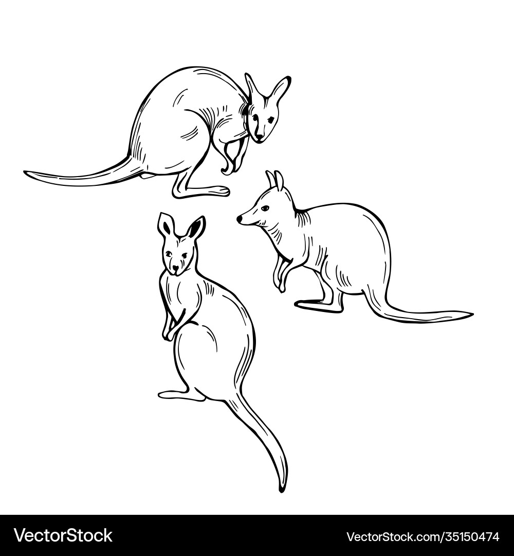 Hand Drawn Wallaby Royalty Free Vector Image Vectorstock