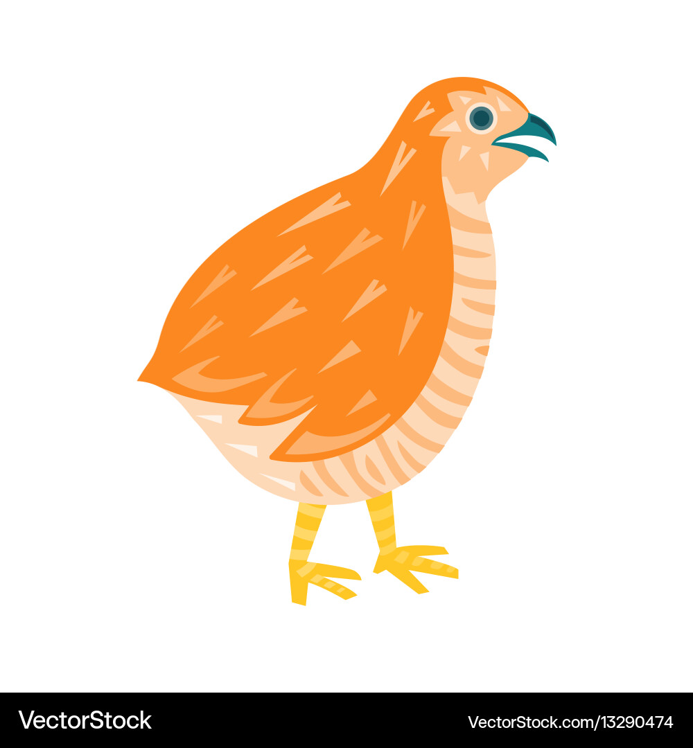 Quail Royalty Free Vector Image - VectorStock