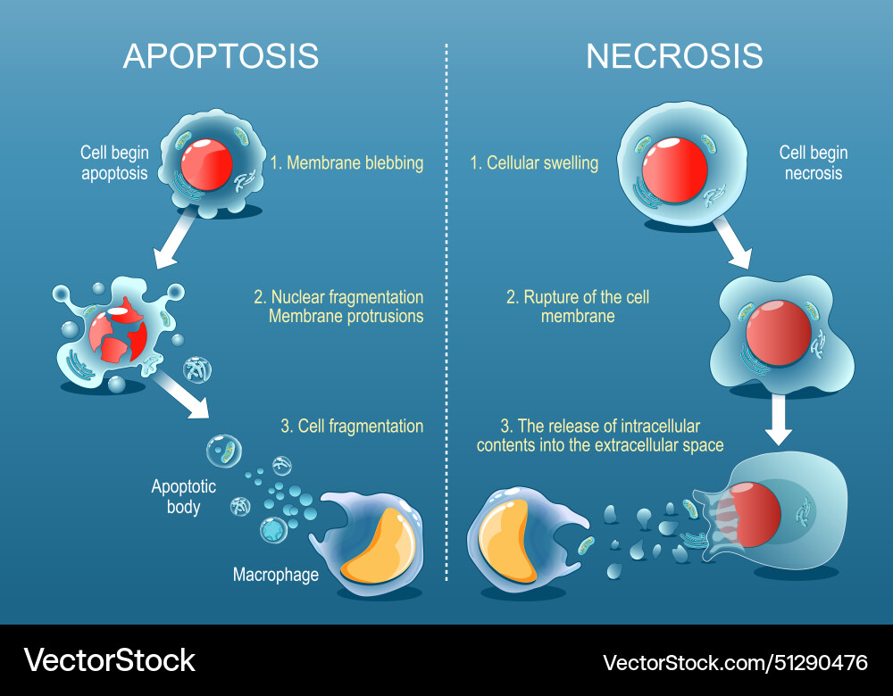 Apoptosis or necrosis death of a cell Royalty Free Vector