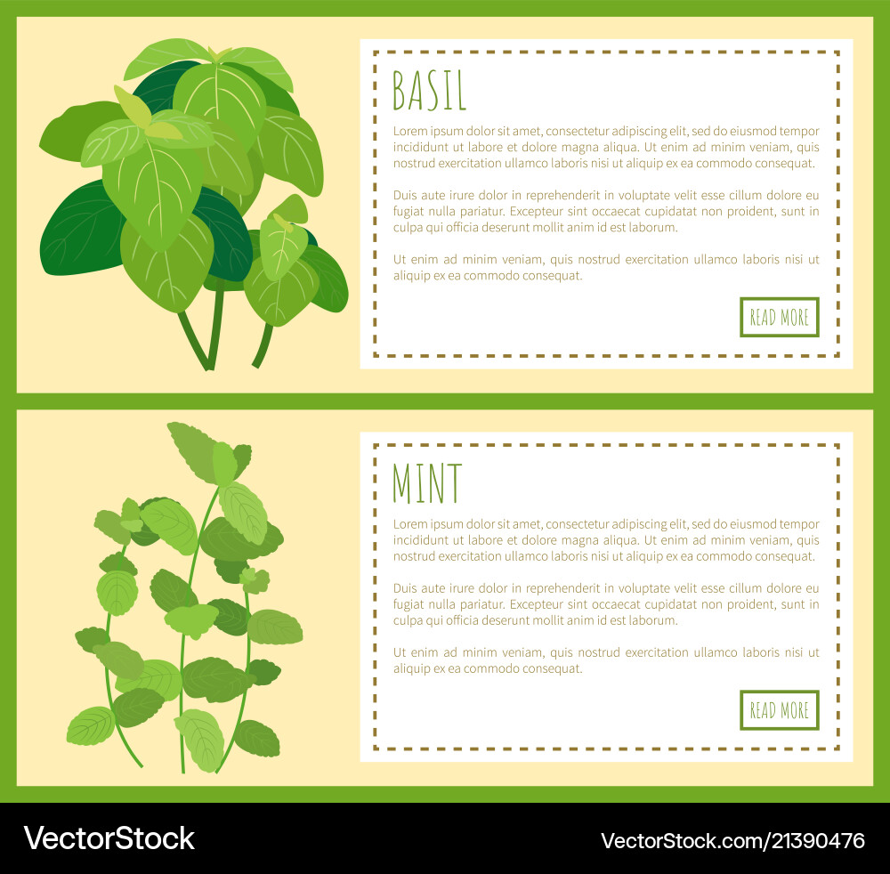 Basil and mint banner color Royalty Free Vector Image