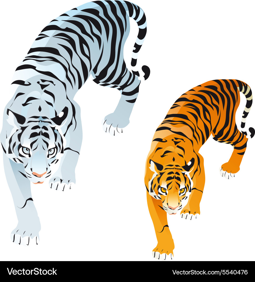 Tigers Royalty Free Vector Image - VectorStock