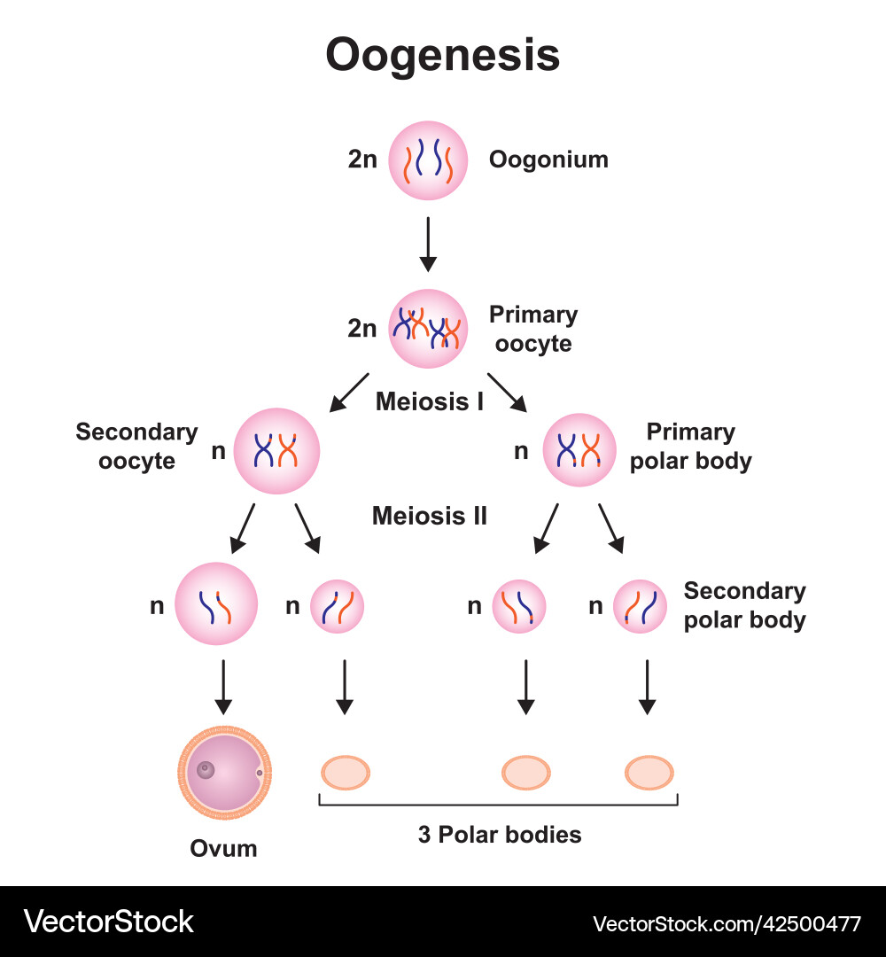 Oogenesis process Royalty Free Vector Image - VectorStock Oogenesis process Royalty Free Vector Image - VectorStock