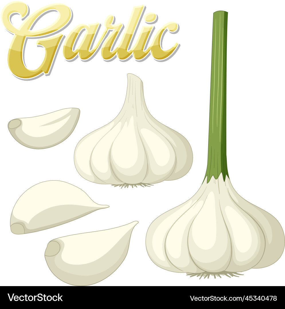 Garlic in cartoon style isolated Royalty Free Vector Image