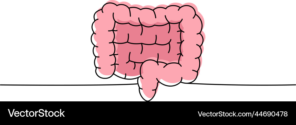 Human intestines one line colored continuous Vector Image