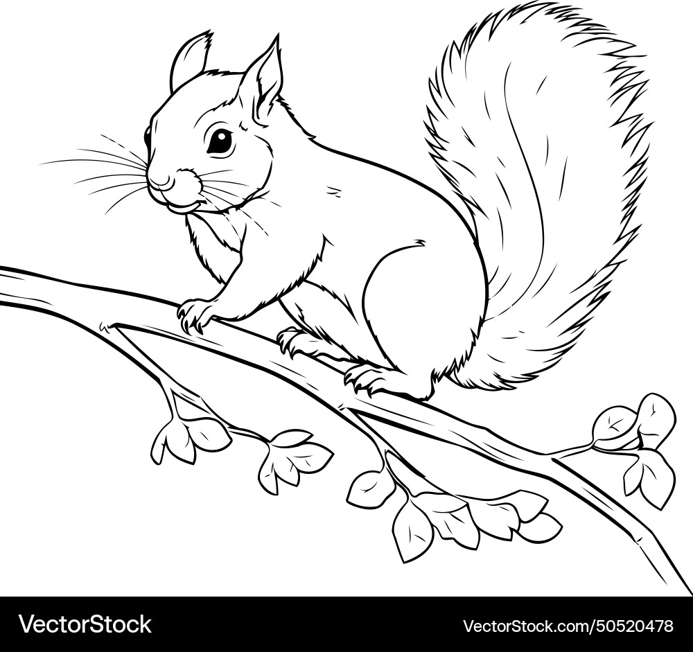 Squirrel on a tree branch Royalty Free Vector Image