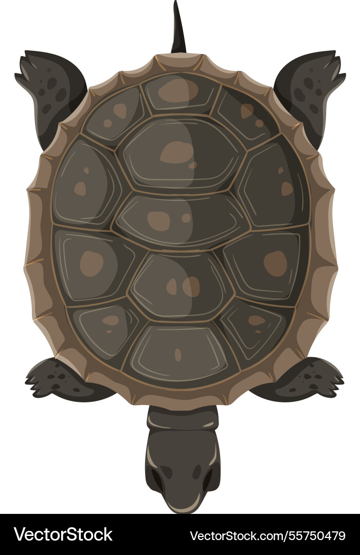 A turtle from above perspective Royalty Free Vector Image