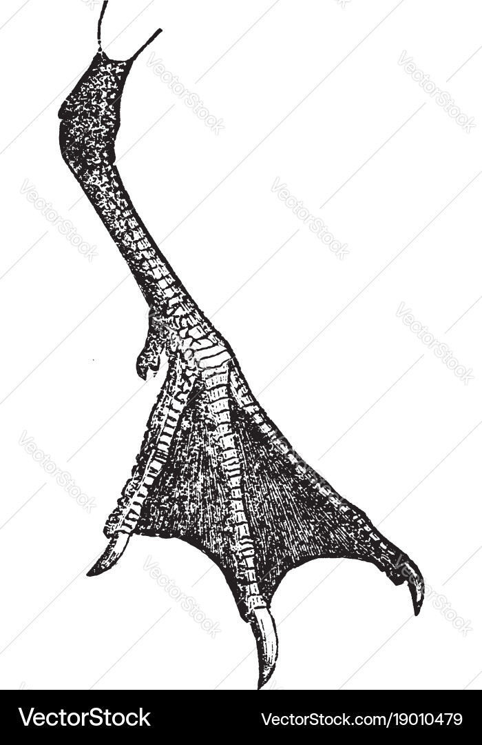 Sooty tern foot vintage Royalty Free Vector Image