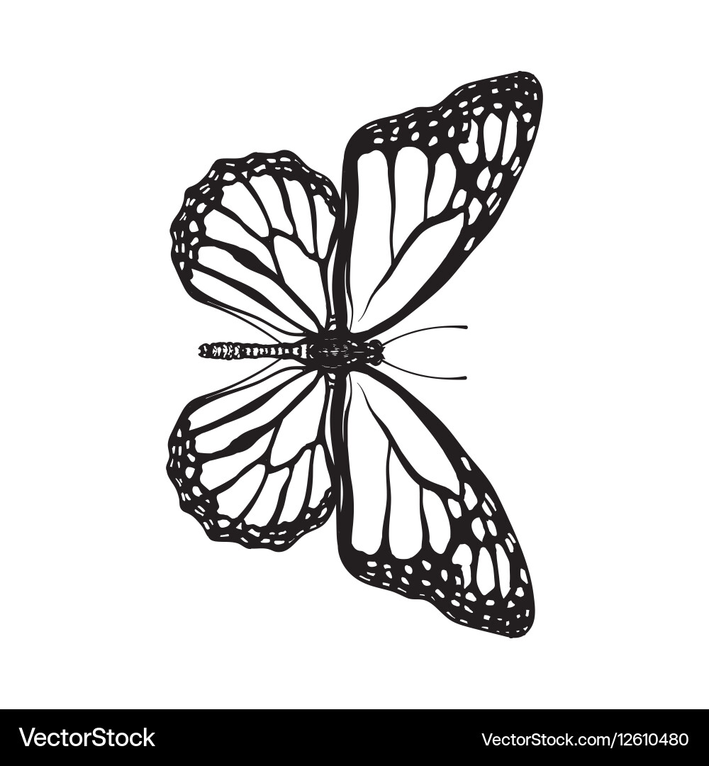 Monarch Butterfly Top View Royalty Free Vector Image
