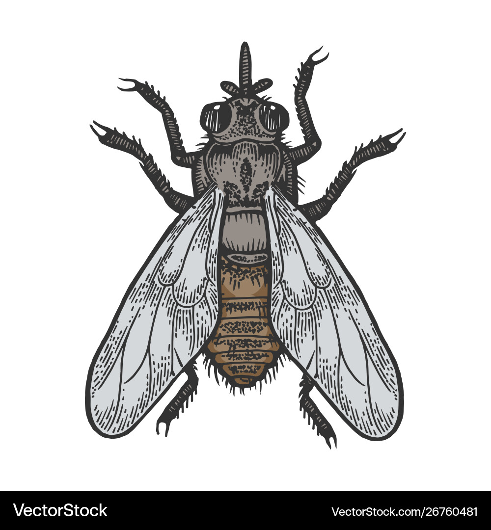 Tsetse fly insect color sketch engraving Vector Image