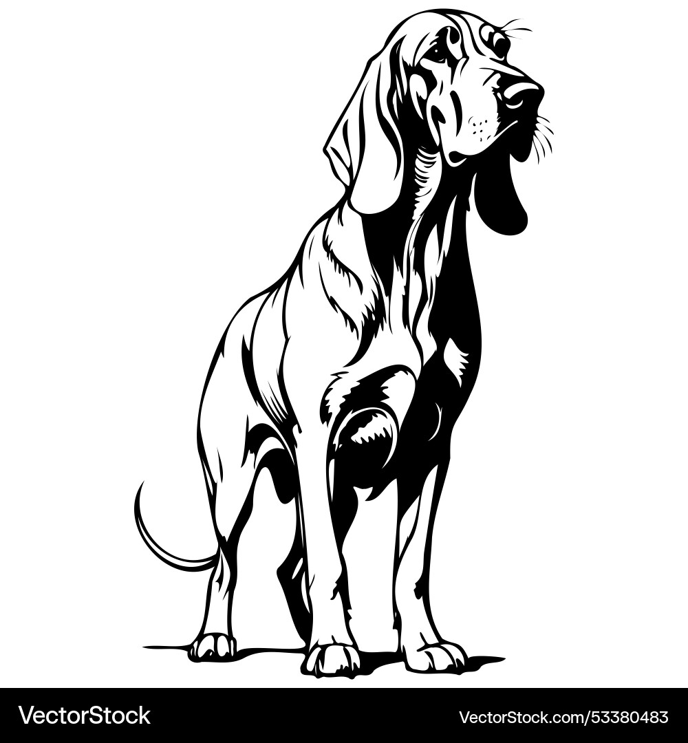 Bloodhound sketches hand drawn animal Royalty Free Vector