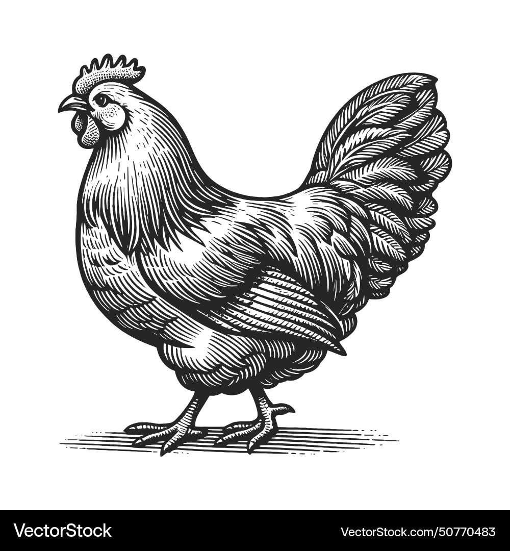 Hen chicken engraving sketch Royalty Free Vector Image