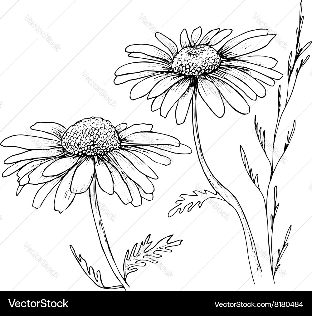 Camomile hand drawn flowers Royalty Free Vector Image