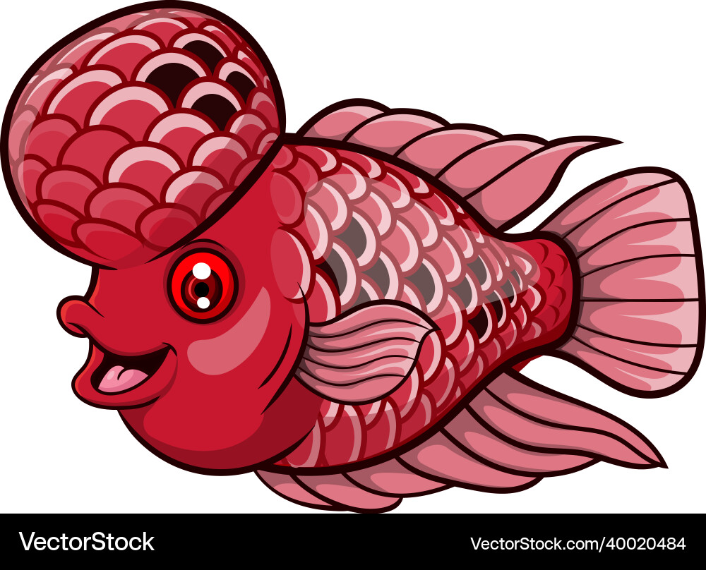 Cartoon flowerhorn fish on white background Vector Image