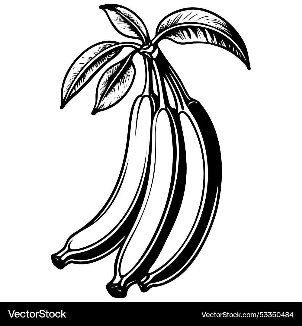 Drawing banana hand drawn line transparent Vector Image
