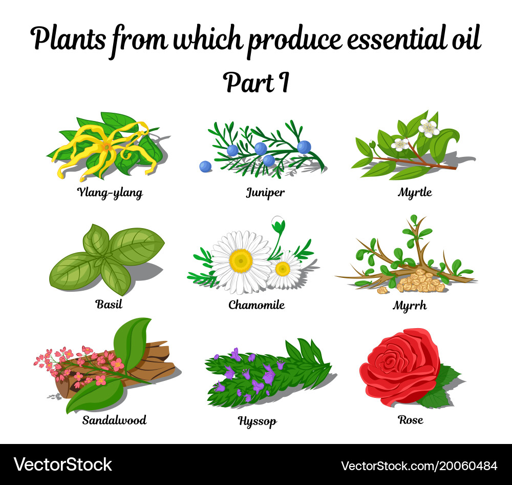 Plants from which produce essential oils Vector Image