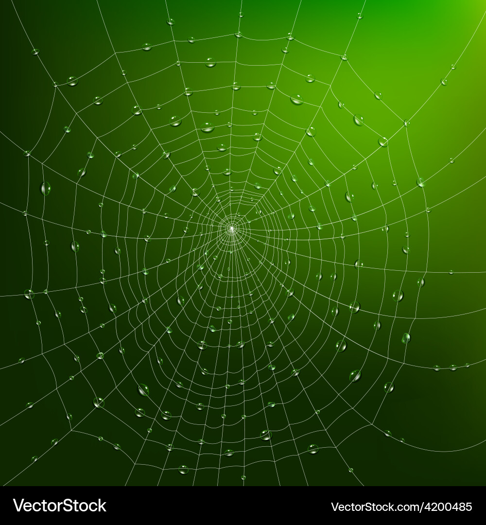 Spider web with drops Royalty Free Vector Image
