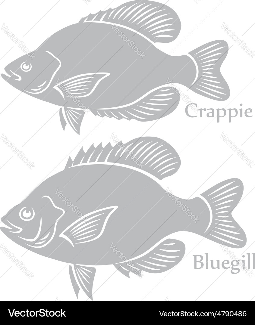 Bluegill Fish Vector Images (over 130)