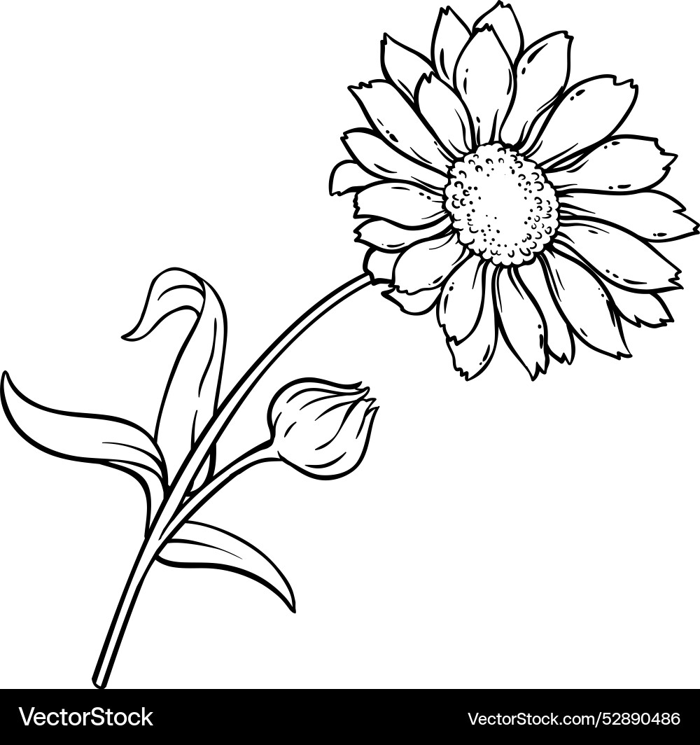Calendula plant with flowers outline Royalty Free Vector