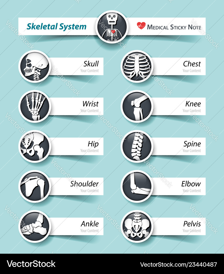 Skeletal system bone icon and sticky note Vector Image