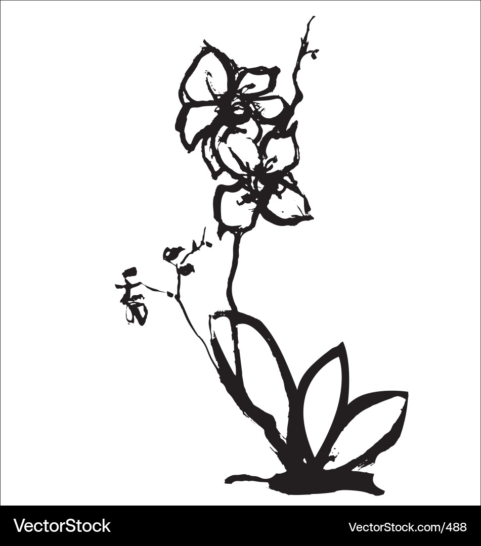 Orchid Royalty Free Vector Image - VectorStock