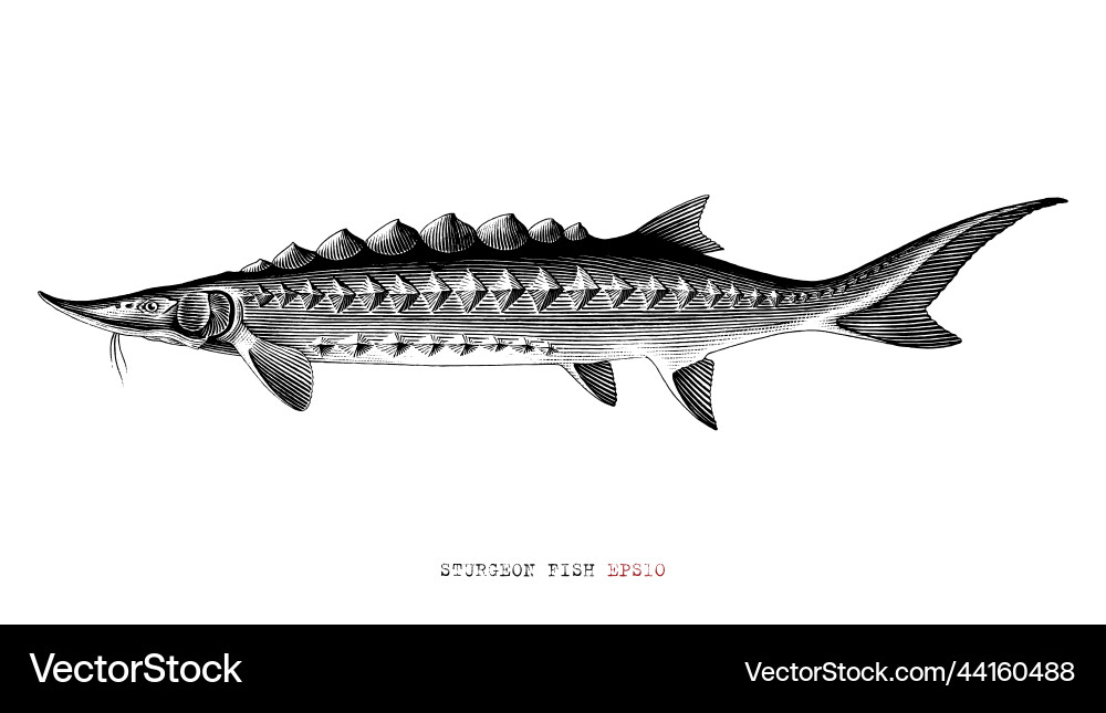 Sturgeon fish hand drawing engraving style clip Vector Image