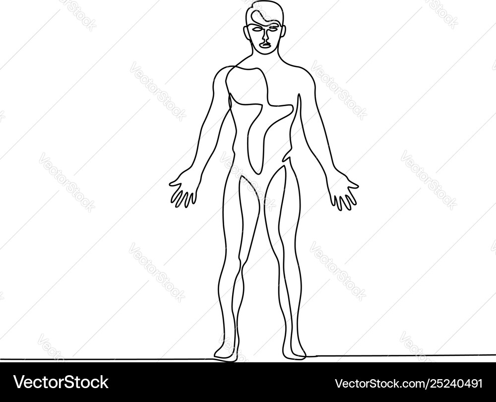 Man standing in anatomy position continuous line Vector Image