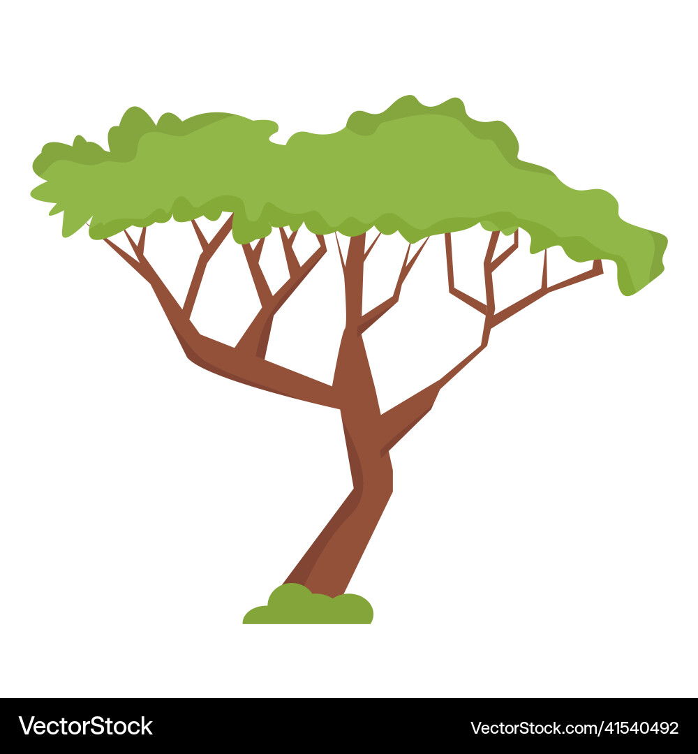 African acacia in flat style isolated on white Vector Image