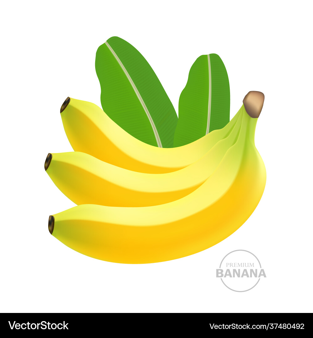 Realistic fresh banana Royalty Free Vector Image