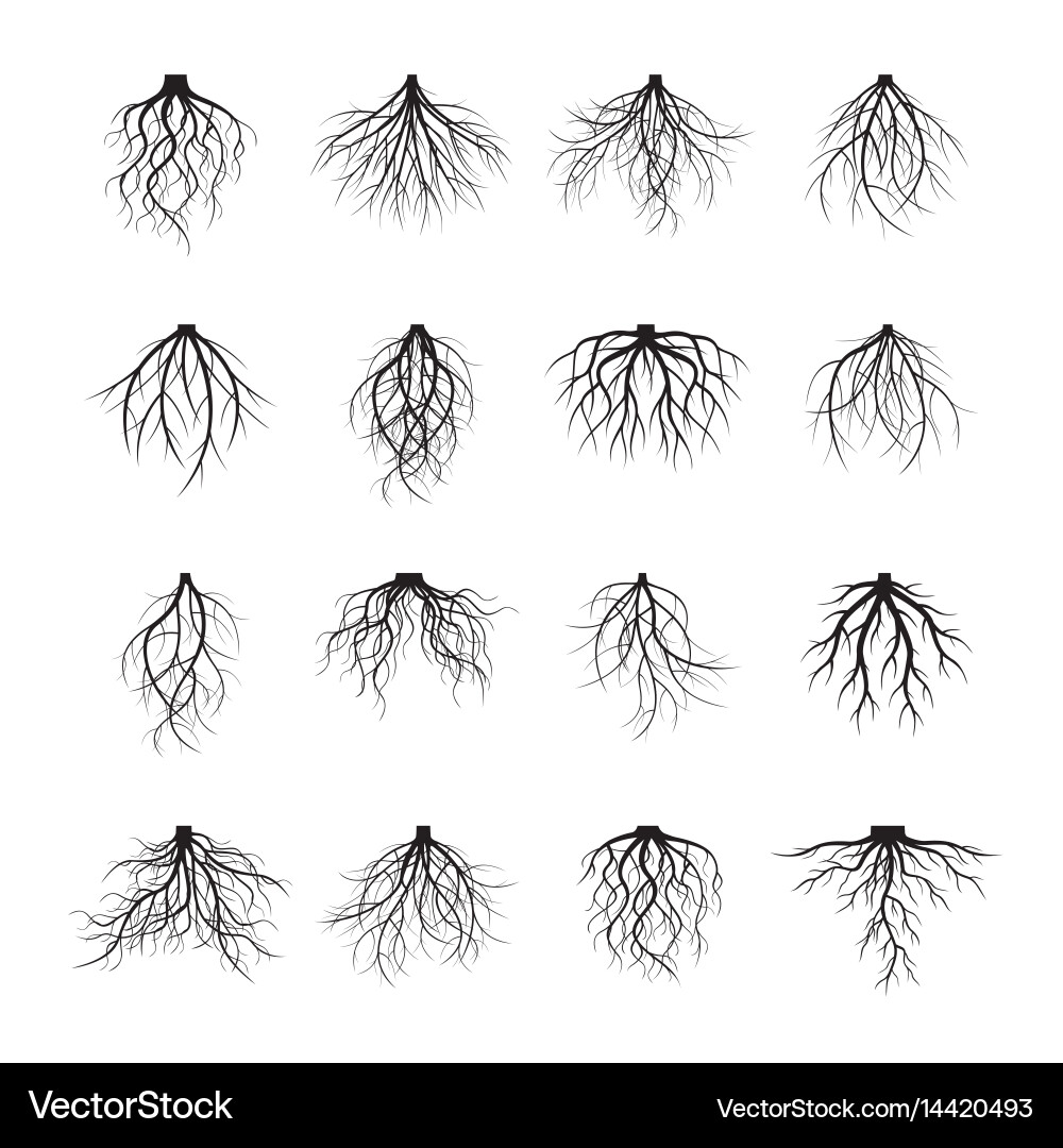 Big set of black roots Royalty Free Vector Image