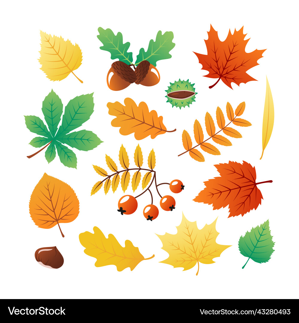 Colorful collection of autumn leaves and plants Vector Image
