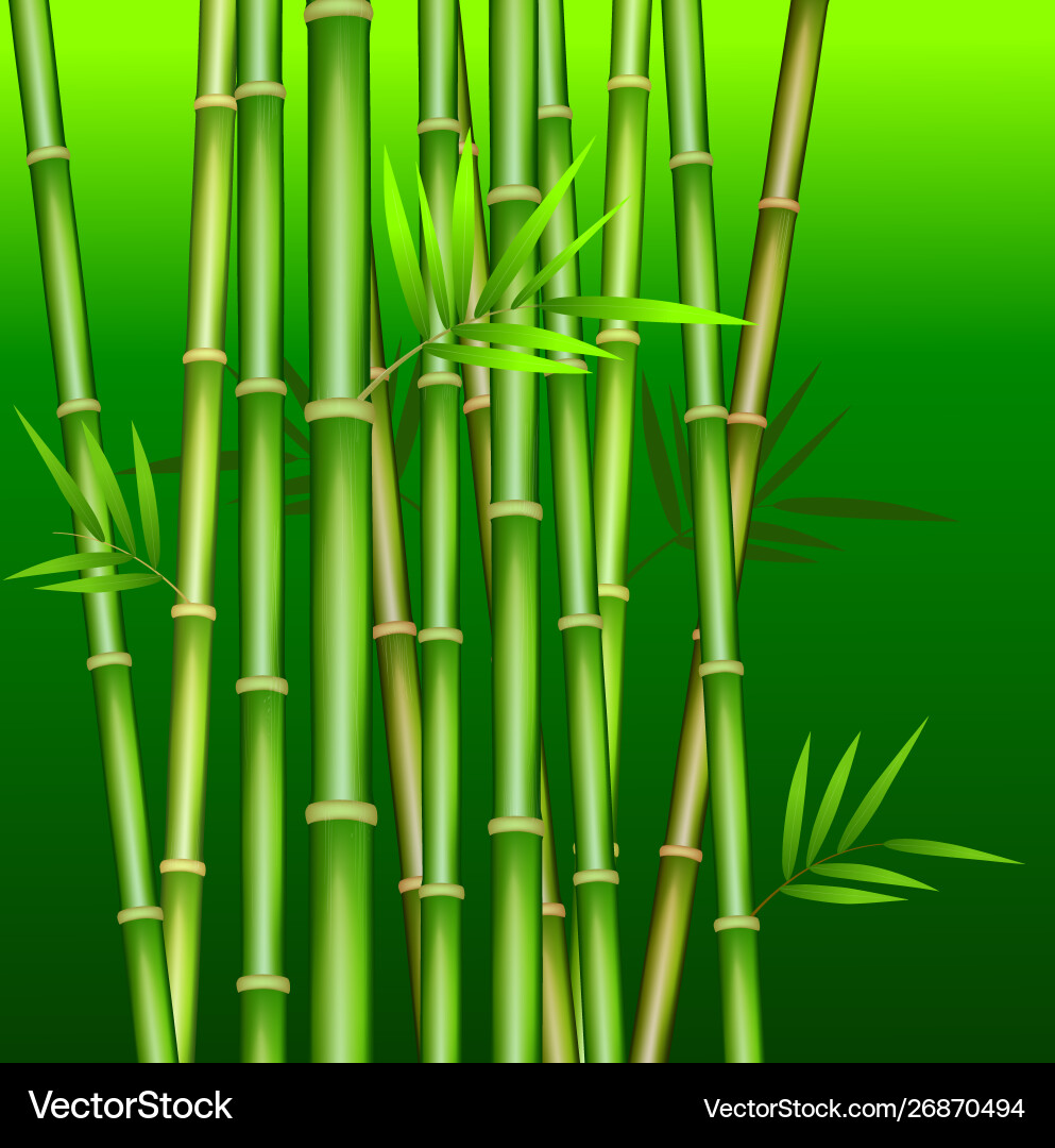 Bamboo Royalty Free Vector Image - VectorStock
