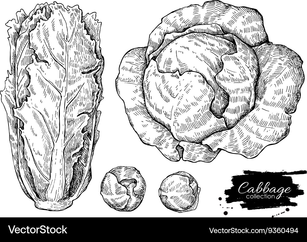 Kohl Hand gezogen Set Lizenzfreies Vektorbild